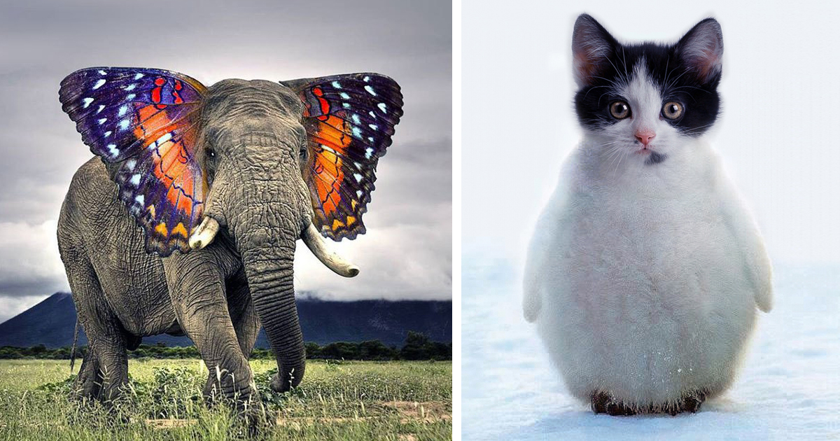 15 Hybrid Animals Born In The Land Of Photoshop DeMilked 15 Hybrid Animals Born In The Land Of Photoshop DeMilked