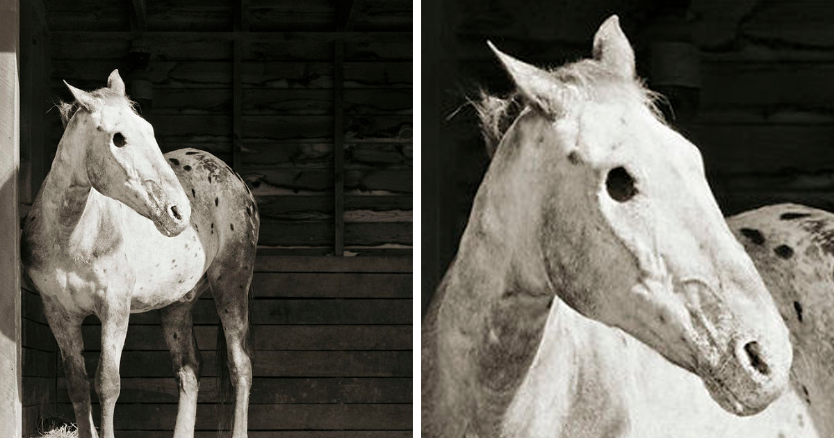 Photographer Isa Leshko Captured Emotional Portraits Of Rescue Animals Who Escaped ...