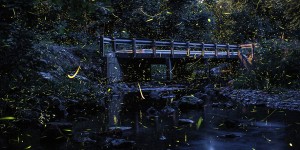 Magical Long-Exposure Firefly Pictures By Vincent Brady | DeMilked