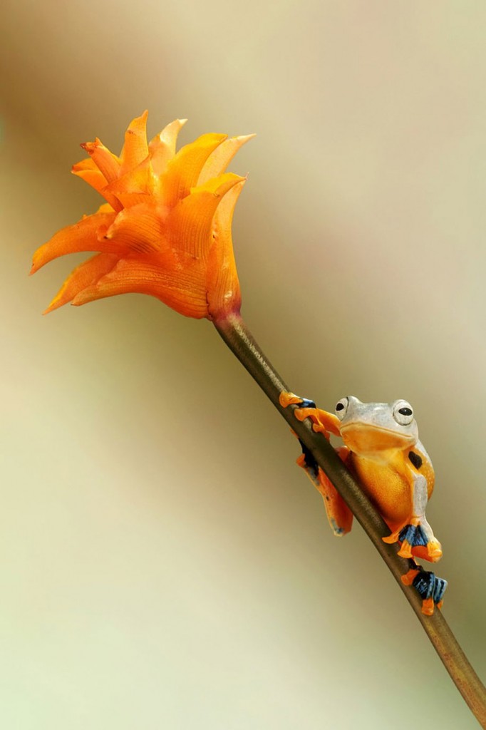 The Spellbinding World Of Frogs In Macro Photography By Wil Mijer ...