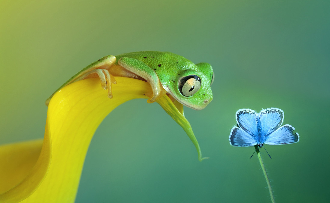 The Spellbinding World Of Frogs In Macro Photography By Wil Mijer ...