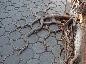 Tree Roots Reclaiming Their Space From Concrete | DeMilked