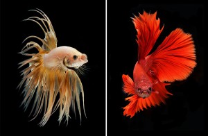 Hypnotizing Portraits Of Siamese Fighting Fish By Visarute ...