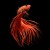 Hypnotizing Portraits Of Siamese Fighting Fish By Visarute ...
