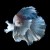 Hypnotizing Portraits Of Siamese Fighting Fish By Visarute ...