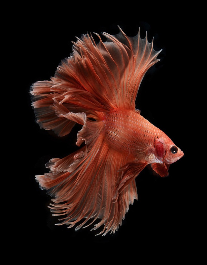 Hypnotizing Portraits Of Siamese Fighting Fish By Visarute ...