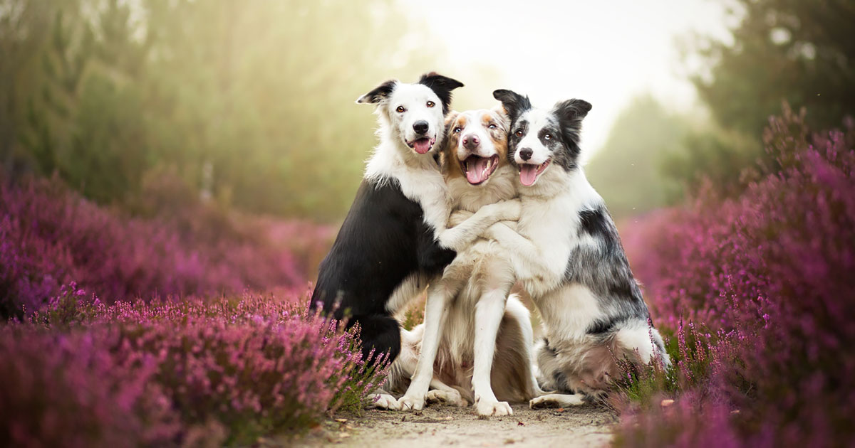 Cute Dog Photography
