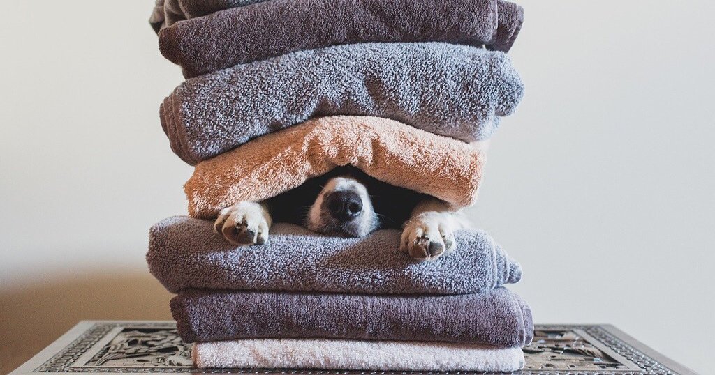 Find Momo: Can You Spot The Dog In All Of These Photos? | DeMilked