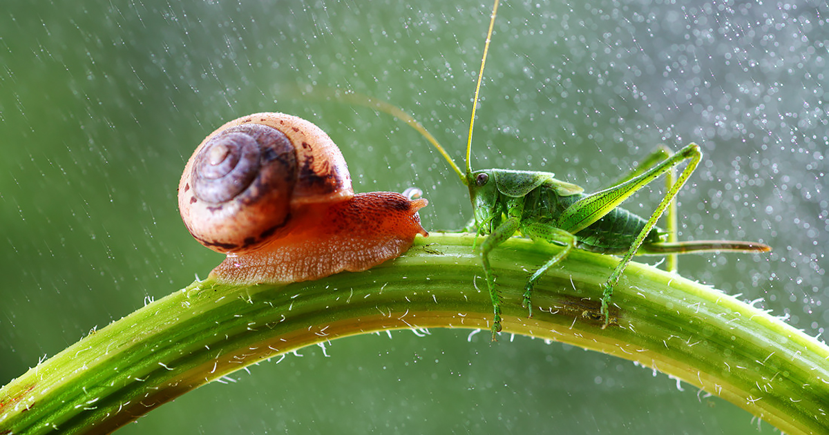 The Mysterious Life of Bugs and Snails By Vadim Trunov | DeMilked