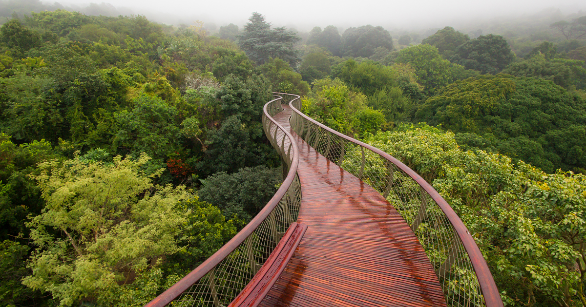 A Canopy Walkway In Cape Town Allows You To Walk Above The Trees | DeMilked