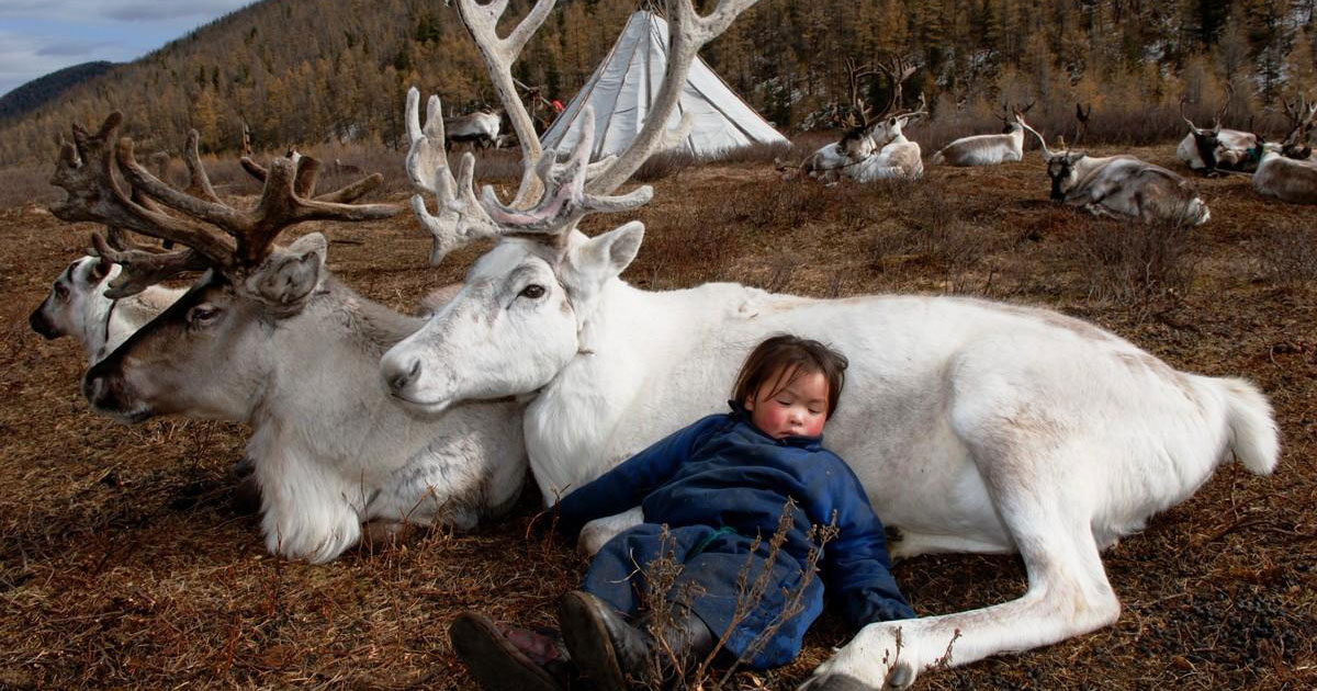 The Life Of Mongolian Reindeer People Captured In Stunning Photographs ...