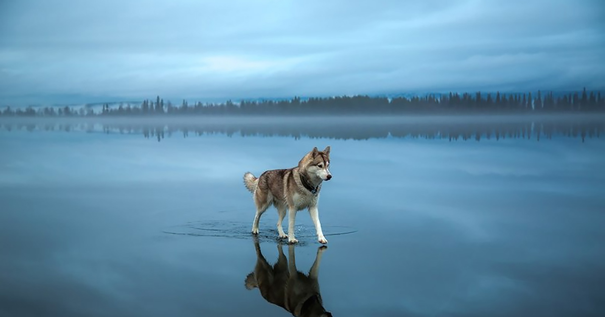 Photographer Captures Dream-Like Pictures Of Husky Playing On A Frozen ...