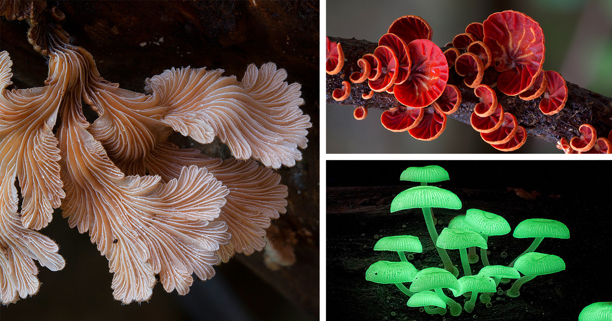 Photographs Of Trippy Australian Mushrooms By Steve Axford | DeMilked