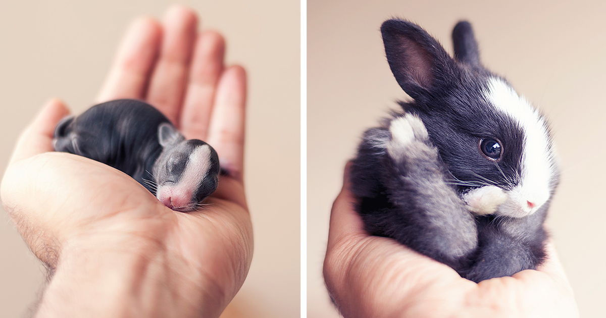 Photographer Documents His Baby Bunnies Growing Up For 30 Days | DeMilked