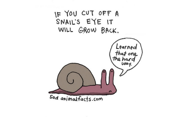 Sad Animals Facts That'll Make You Slightly Depressed | DeMilked