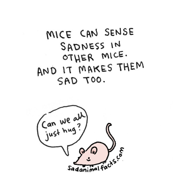 Sad Animals Facts That'll Make You Slightly Depressed | DeMilked