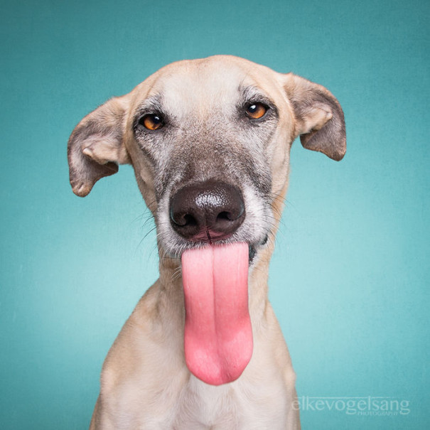 Photographer Takes Incredibly Expressive Portraits Of Her Dogs | DeMilked