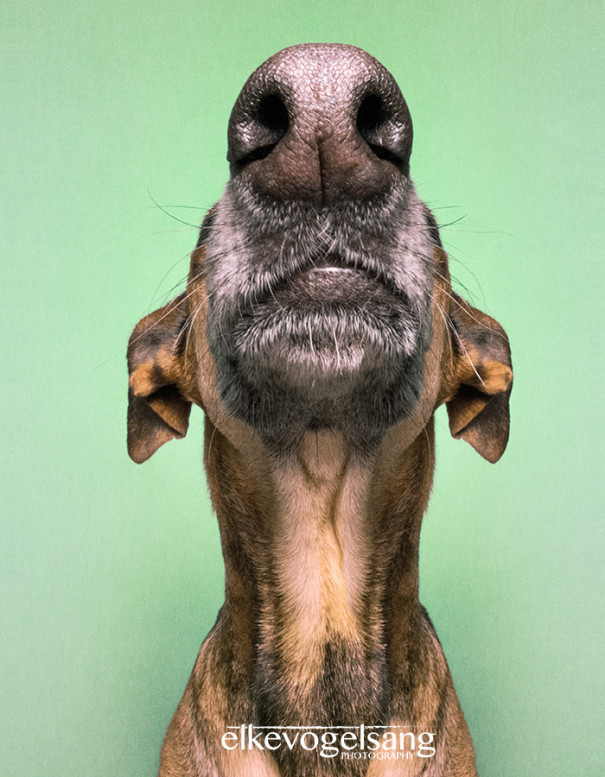 Photographer Takes Incredibly Expressive Portraits Of Her Dogs | DeMilked