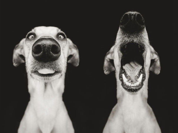 Photographer Takes Incredibly Expressive Portraits Of Her Dogs | DeMilked