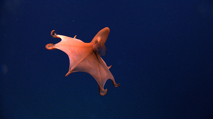 Weird Newly-Discovered Sea Creatures Captured On Camera For The First ...