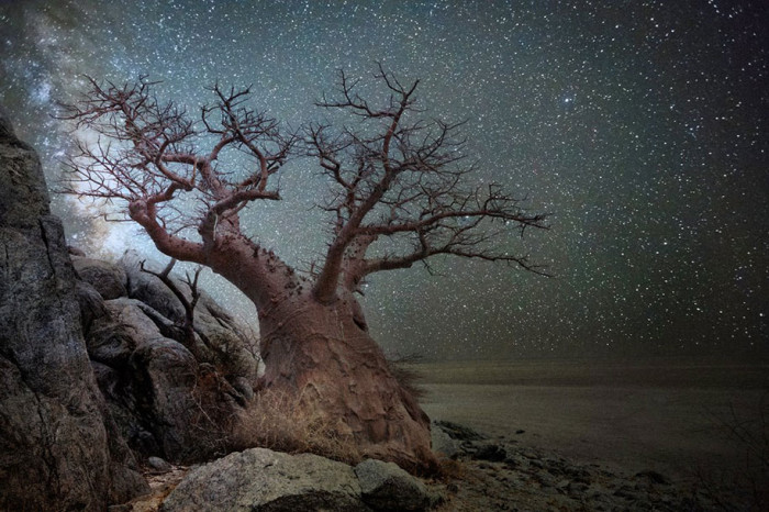Starlight Illuminates World's Oldest Trees In Photos By Beth Moon ...