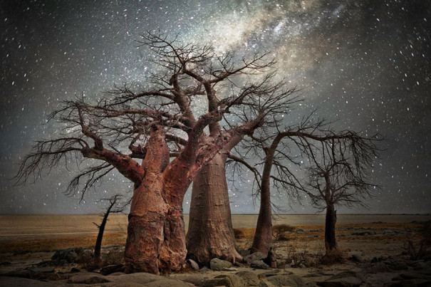 Starlight Illuminates World's Oldest Trees In Photos By Beth Moon ...
