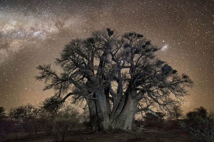 Starlight Illuminates World's Oldest Trees In Photos By Beth Moon ...