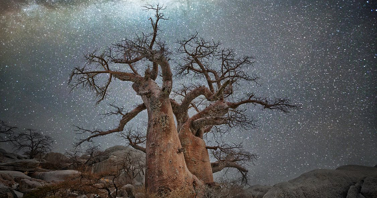 Starlight Illuminates World's Oldest Trees In Photos By Beth Moon ...