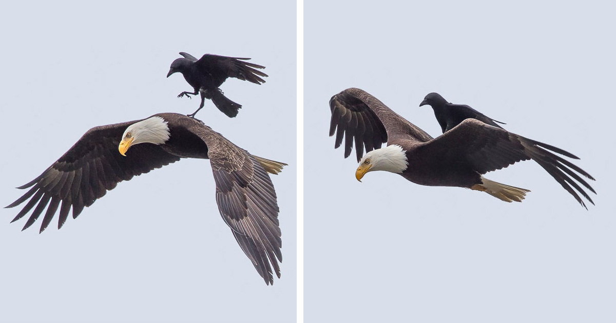 Once-In-A-Lifetime Photos Show Fearless Crow Riding Bald Eagle | DeMilked