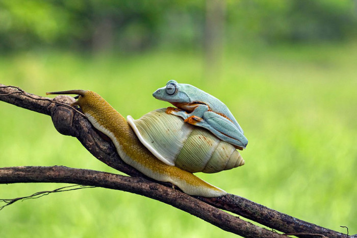 Lazy Frog Takes A Ride On The Back Of A Snail | DeMilked