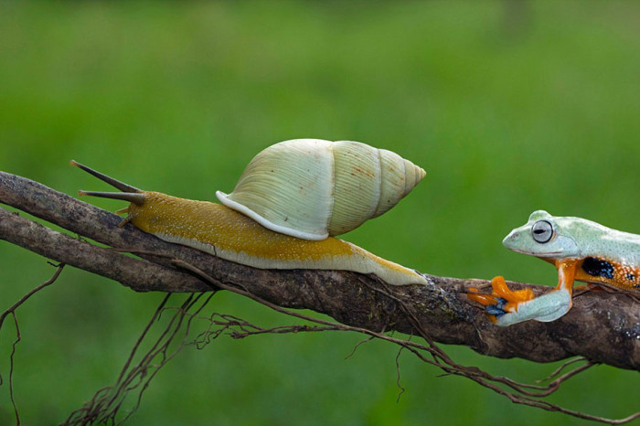 Lazy Frog Takes A Ride On The Back Of A Snail | DeMilked
