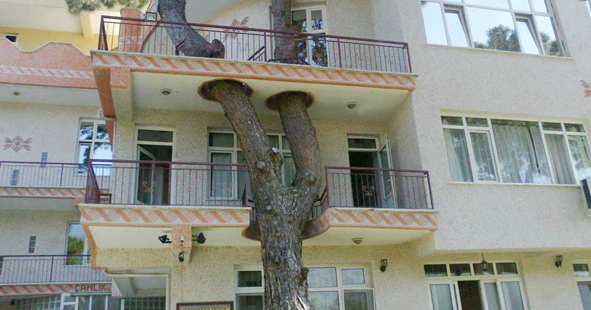 12 Architects Who Build Houses Around Trees Instead Of Cutting Them ...