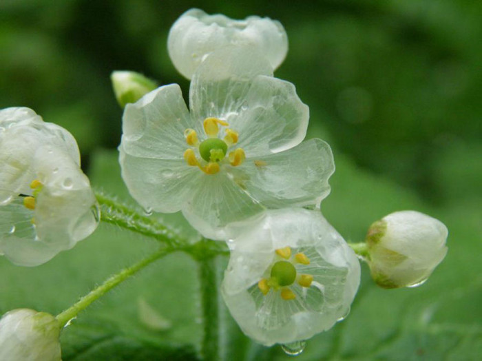 “Skeleton Flowers” Turn Transparent In The Rain | DeMilked