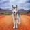 Human Takes His Wolfdog Loki On Epic Adventures To Show That Dogs ...