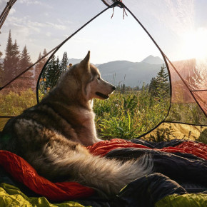 Human Takes His Wolfdog Loki On Epic Adventures To Show That Dogs ...