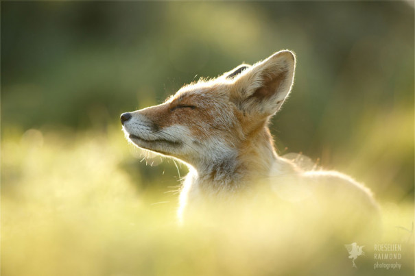 Zen Foxes: Photographer Says We Should Learn How To Relax From Animals ...