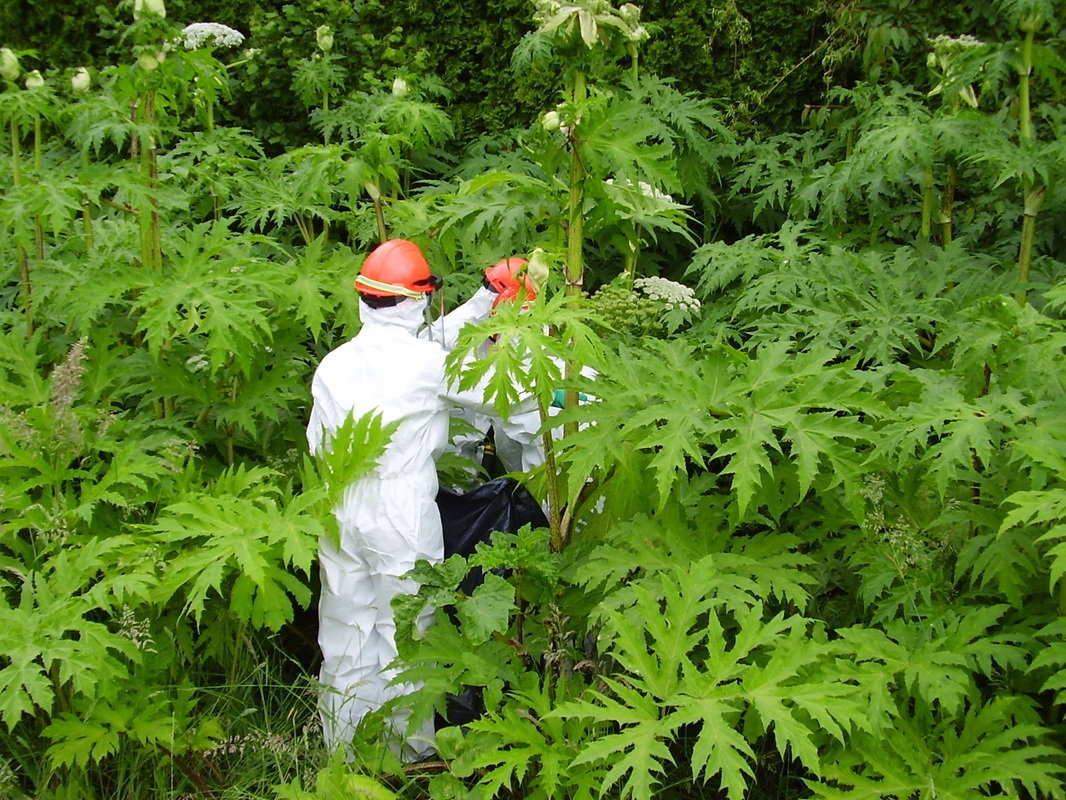 Top 5 Natural Weed Control Solutions For Your Garden | DeMilked