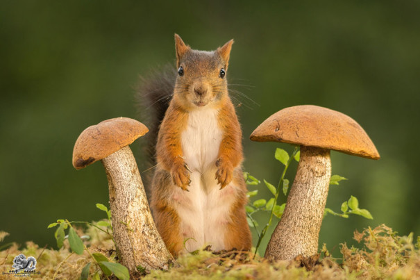 Photographer Almost Makes A Living Taking Photos Of Squirrels In His ...