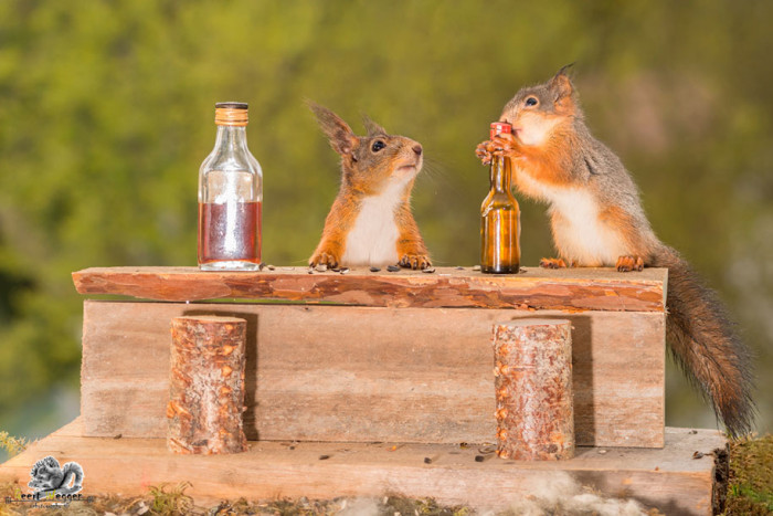 Photographer Almost Makes A Living Taking Photos Of Squirrels In His ...