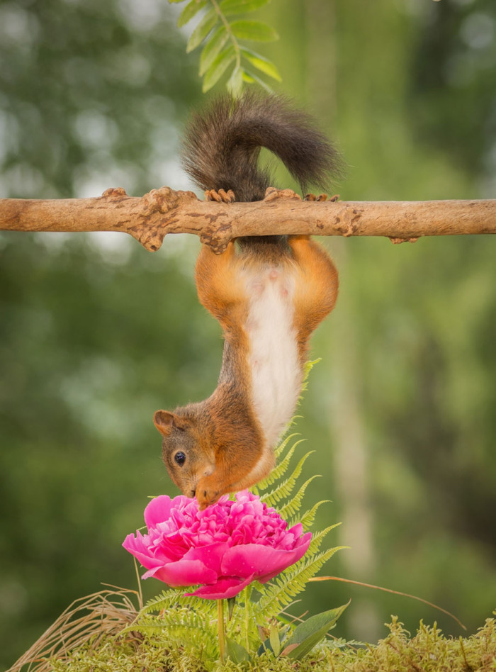 Photographer Almost Makes A Living Taking Photos Of Squirrels In His ...