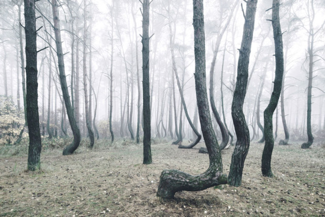 A Mystical Forest Of 400 Oddly Bent Trees Growing In Poland | DeMilked