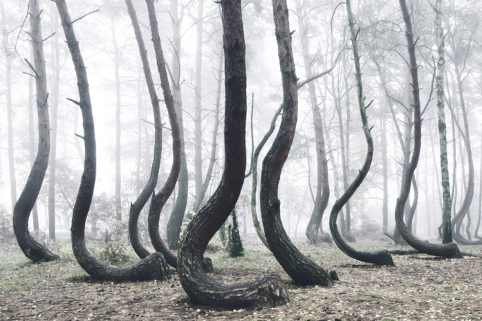 A Mystical Forest Of 400 Oddly Bent Trees Growing In Poland | DeMilked