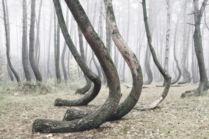 A Mystical Forest Of 400 Oddly Bent Trees Growing In Poland | DeMilked