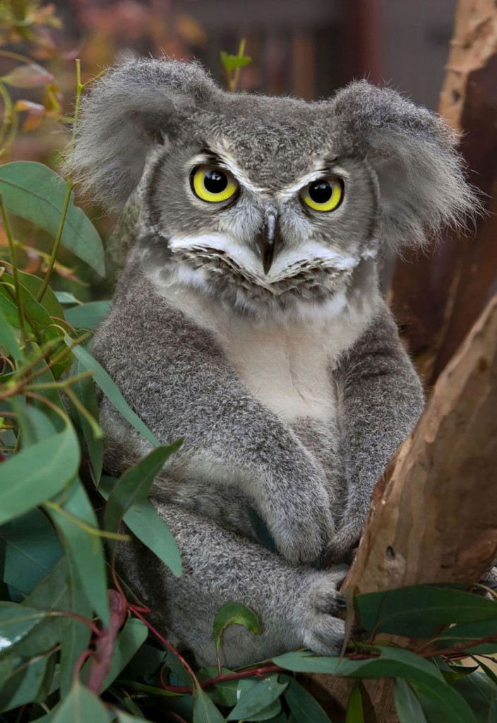 15 Hybrid Animals Born In The Land Of Photoshop | DeMilked