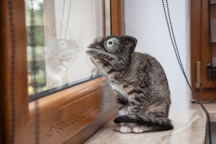 15 Hybrid Animals Born In The Land Of Photoshop | DeMilked
