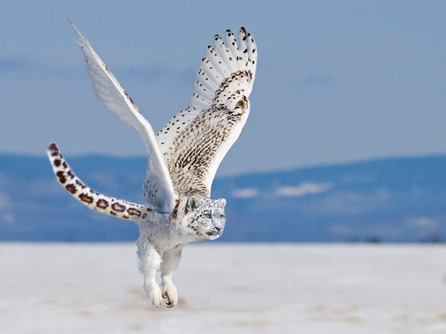 15 Hybrid Animals Born In The Land Of Photoshop | DeMilked