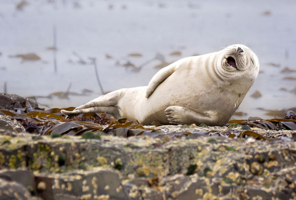13 Hilarious Winners Of The Comedy Wildlife Photography Awards | DeMilked