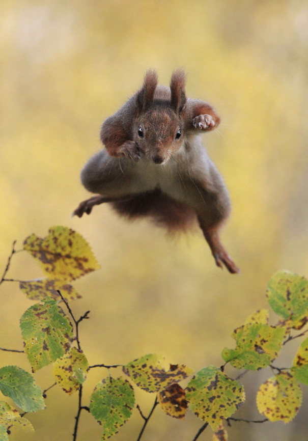13 Hilarious Winners Of The Comedy Wildlife Photography Awards | DeMilked