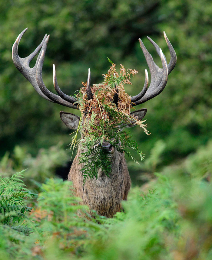 13 Hilarious Winners Of The Comedy Wildlife Photography Awards | DeMilked