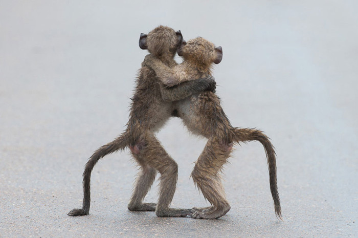 13 Hilarious Winners Of The Comedy Wildlife Photography Awards | DeMilked